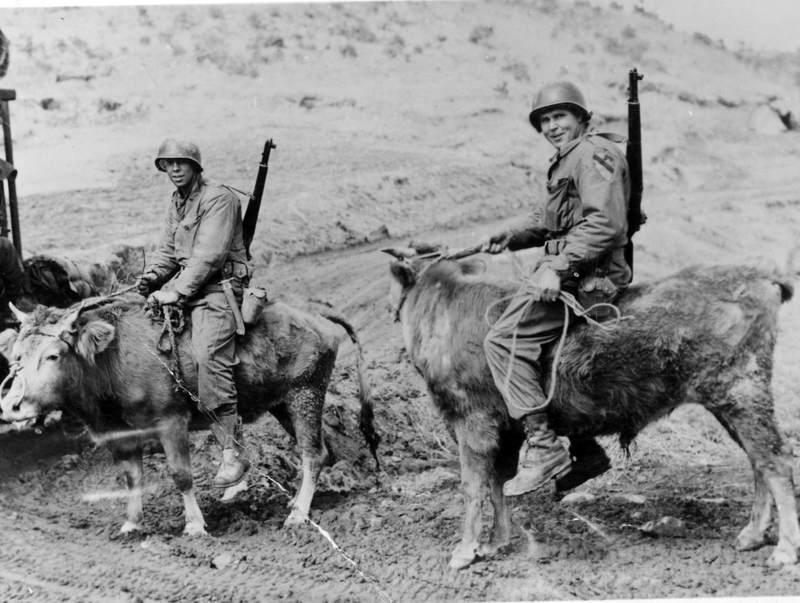 Snapshot of Two Soldiers from the Korean War Riding Oxen | Harry S. Truman