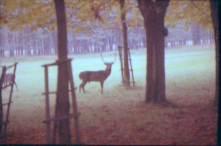 View of Deer in Trees during Hunting Trip in the Balkans | Harry S. Truman