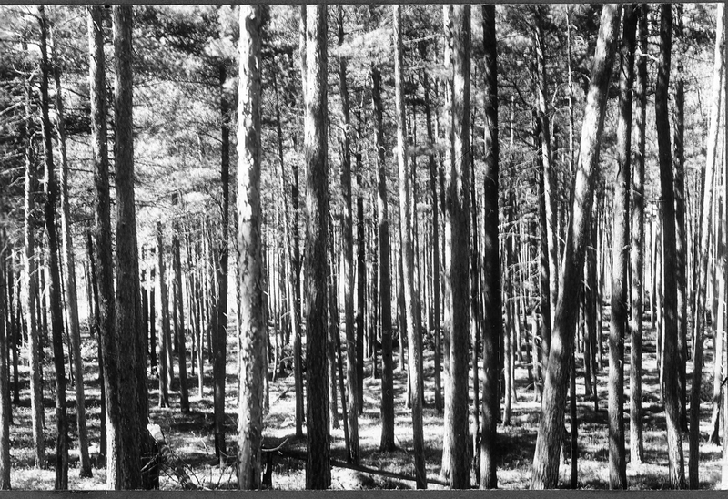 Red Pines in Ottawa National Forest, Michigan | Harry S. Truman