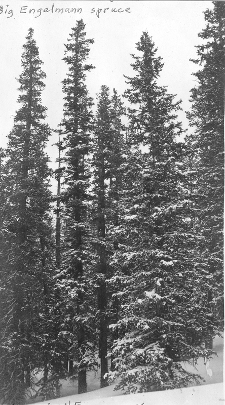 Big Engelmann Spruce | Harry S. Truman