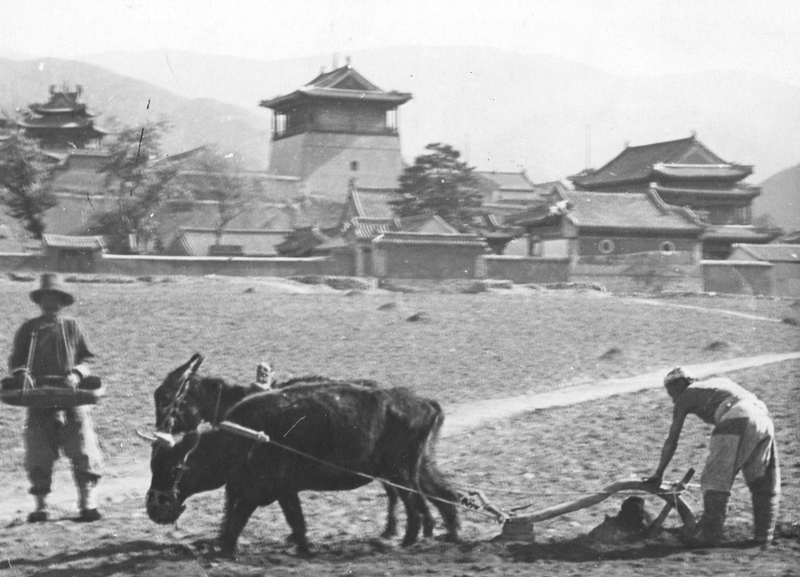 Oxen Pulling a Plow in the Province of Shansi, China | Harry S. Truman