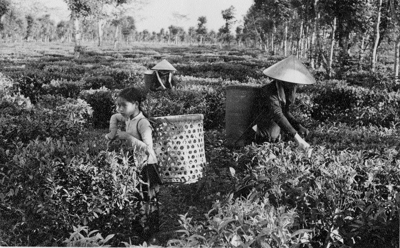 Tea Harvest Near Pleiku, Vietnam | Harry S. Truman