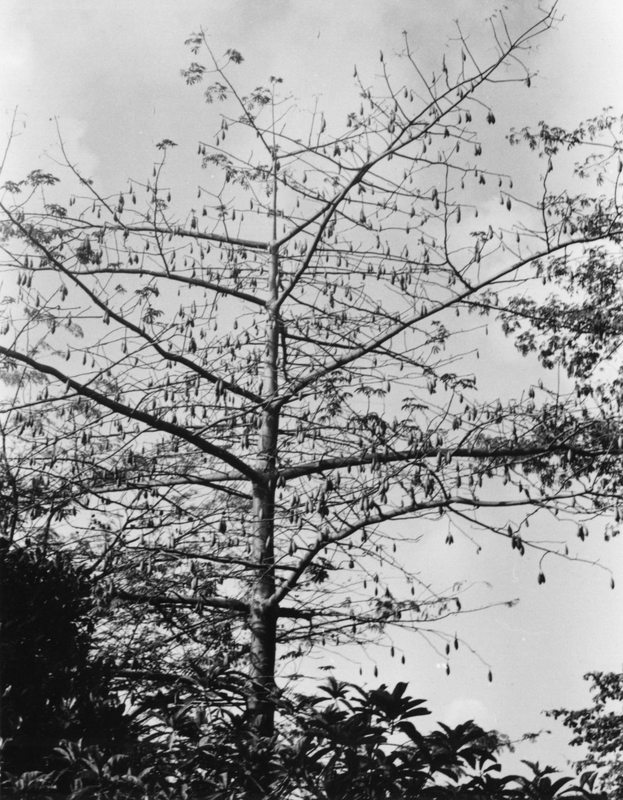 Kapok Tree in Saigon, Vietnam | Harry S. Truman