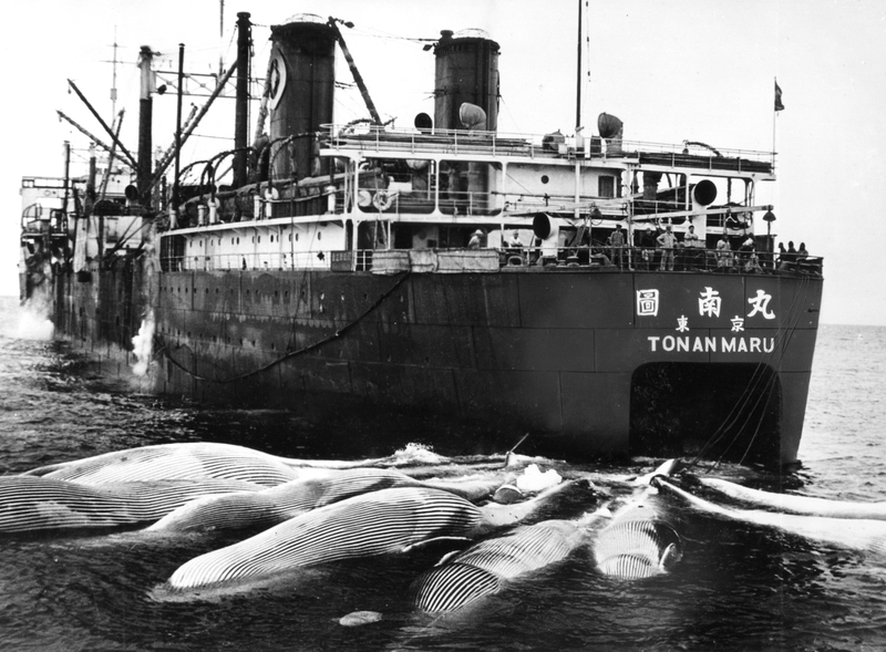 Japanese Whaling Ship | Harry S. Truman
