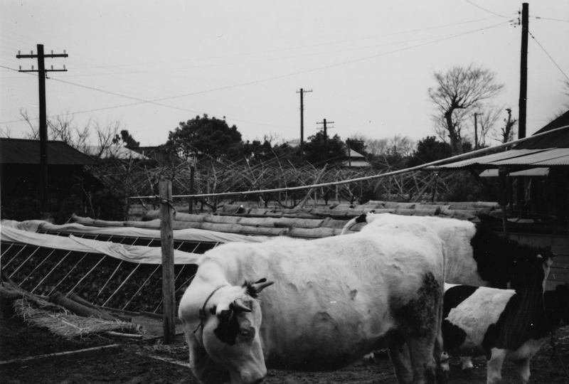 Cows and Crops at Farm in Japan | Harry S. Truman