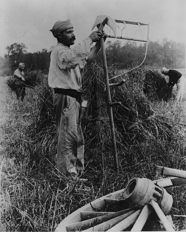 Peasants harvesting grain during World War I | Harry S. Truman