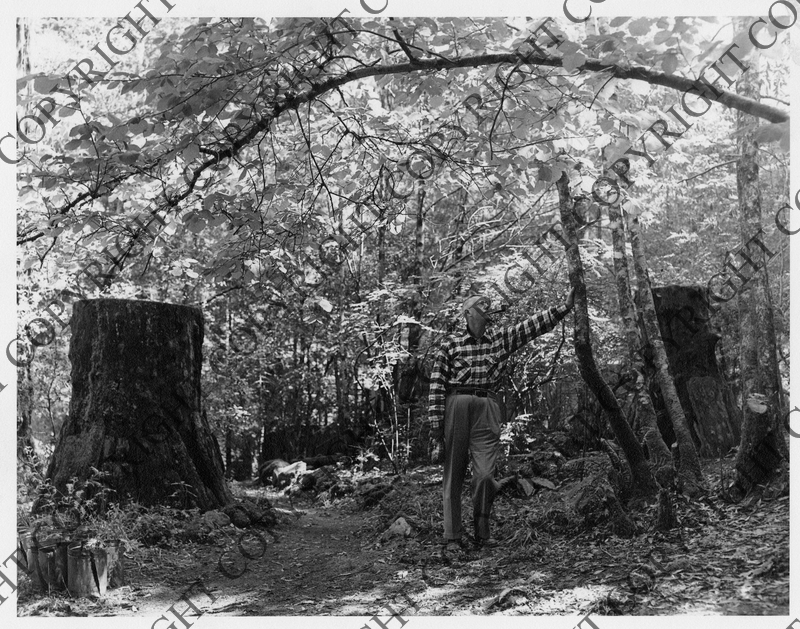 John R. Steelman Poses for Photograph Near Redwood Remains | Harry S ...