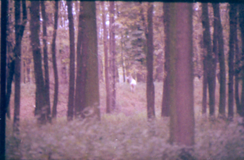 Deer in Forest, During Hunting Trip in the Balkans | Harry S. Truman