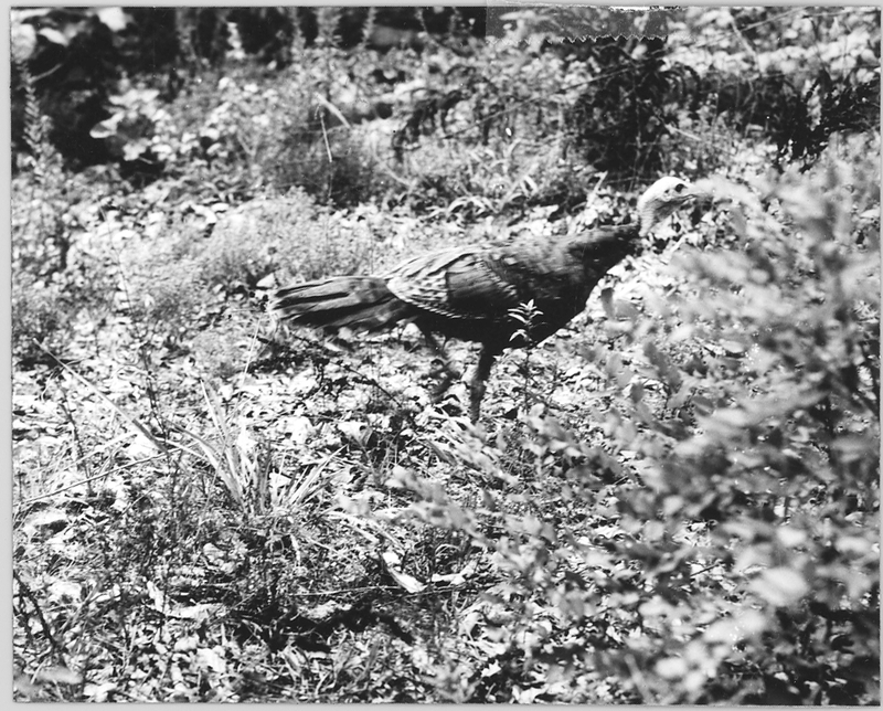 Missouri Wild Turkey | Harry S. Truman