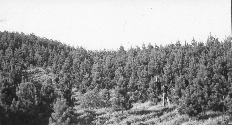 A Ten Year Old Red Pine Plantation in Nicolet National Forest | Harry S ...
