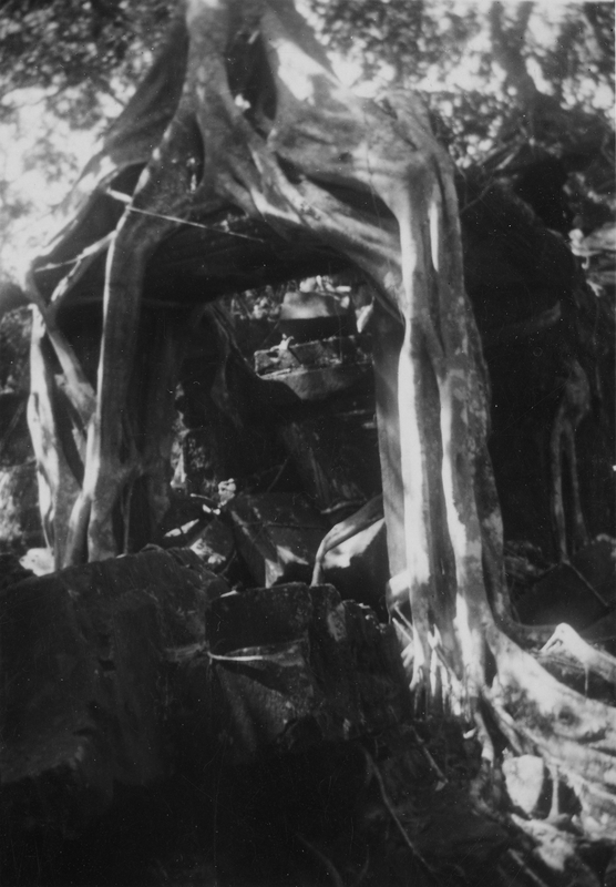 Camphor Tree Roots in Cambodia | Harry S. Truman