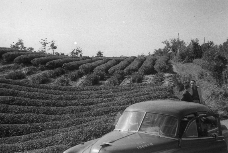 Tea Fields in Okinawa | Harry S. Truman