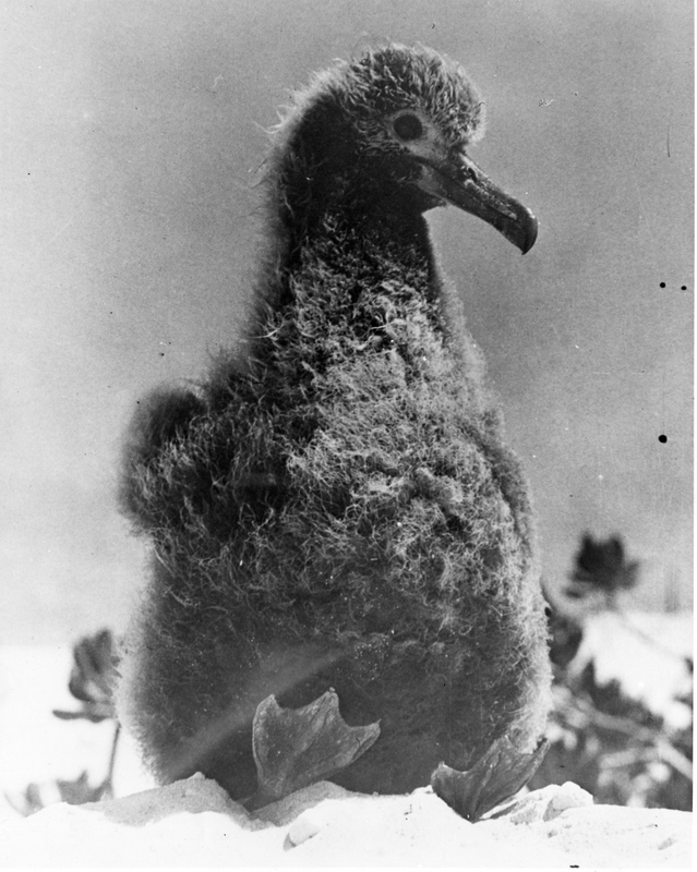 A Laysan Albatross Fledgling | Harry S. Truman