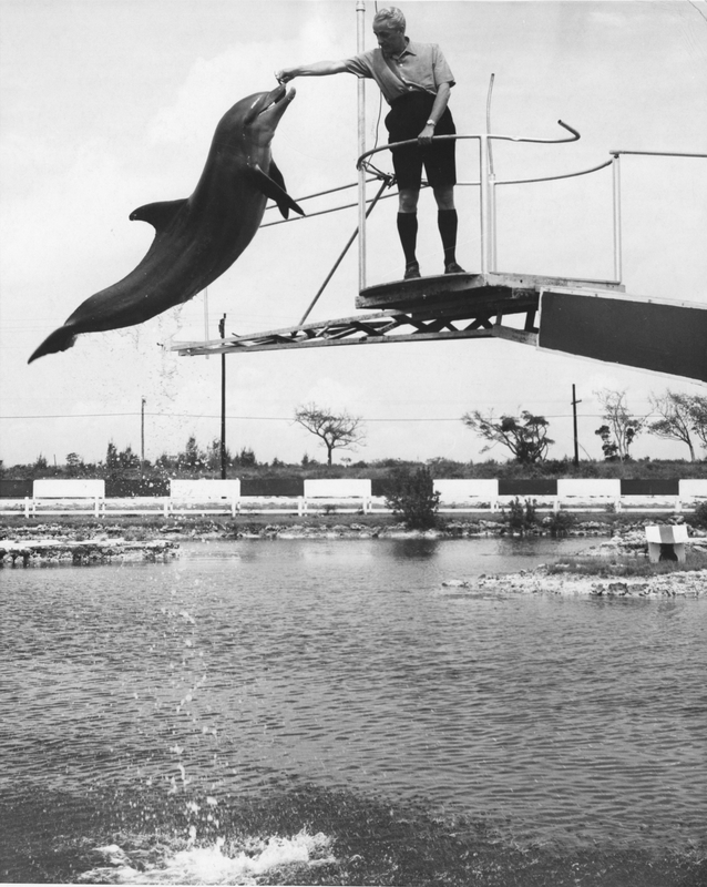 E. Clifton Daniel Feeds Buttons the Dolphin | Harry S. Truman