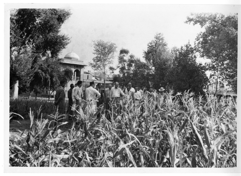 Corn Field in Pakistan | Harry S. Truman