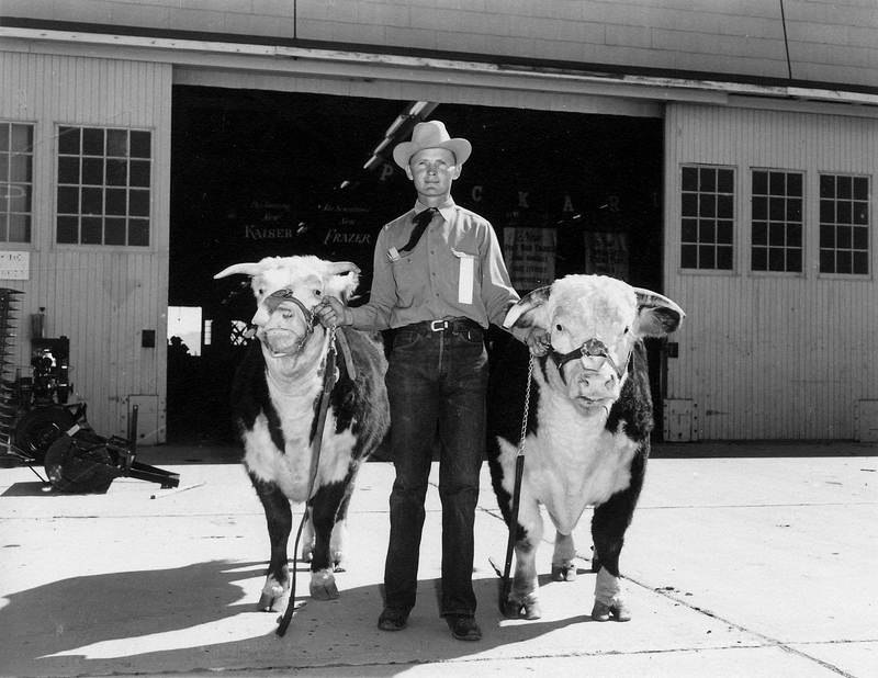 Hereford Bull and Heifer | Harry S. Truman