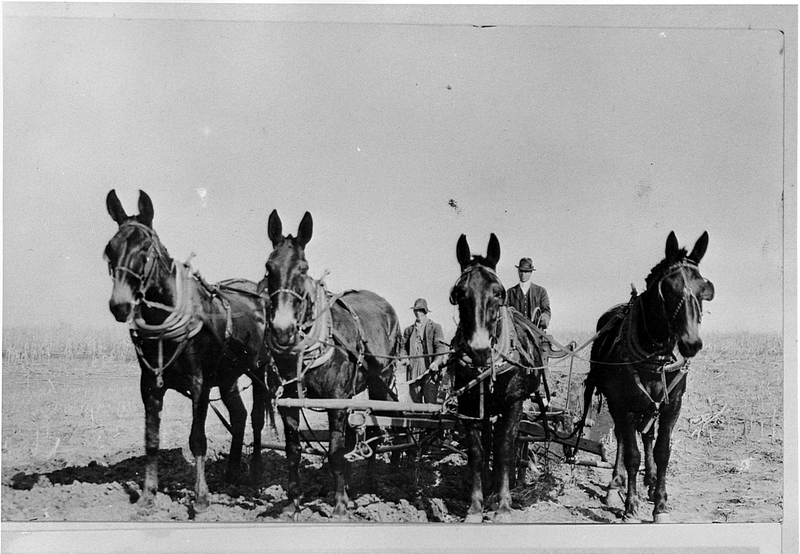 Four mules and two men | Harry S. Truman